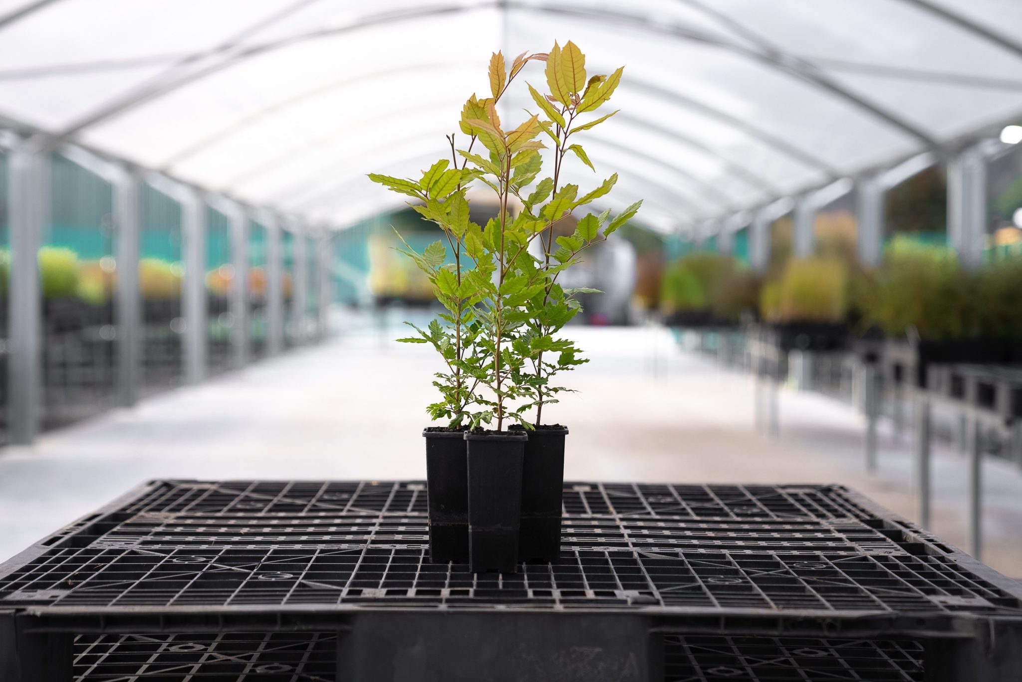 Hoon Hay Valley Nursery | Plant Nursery | Christchurch, NZ