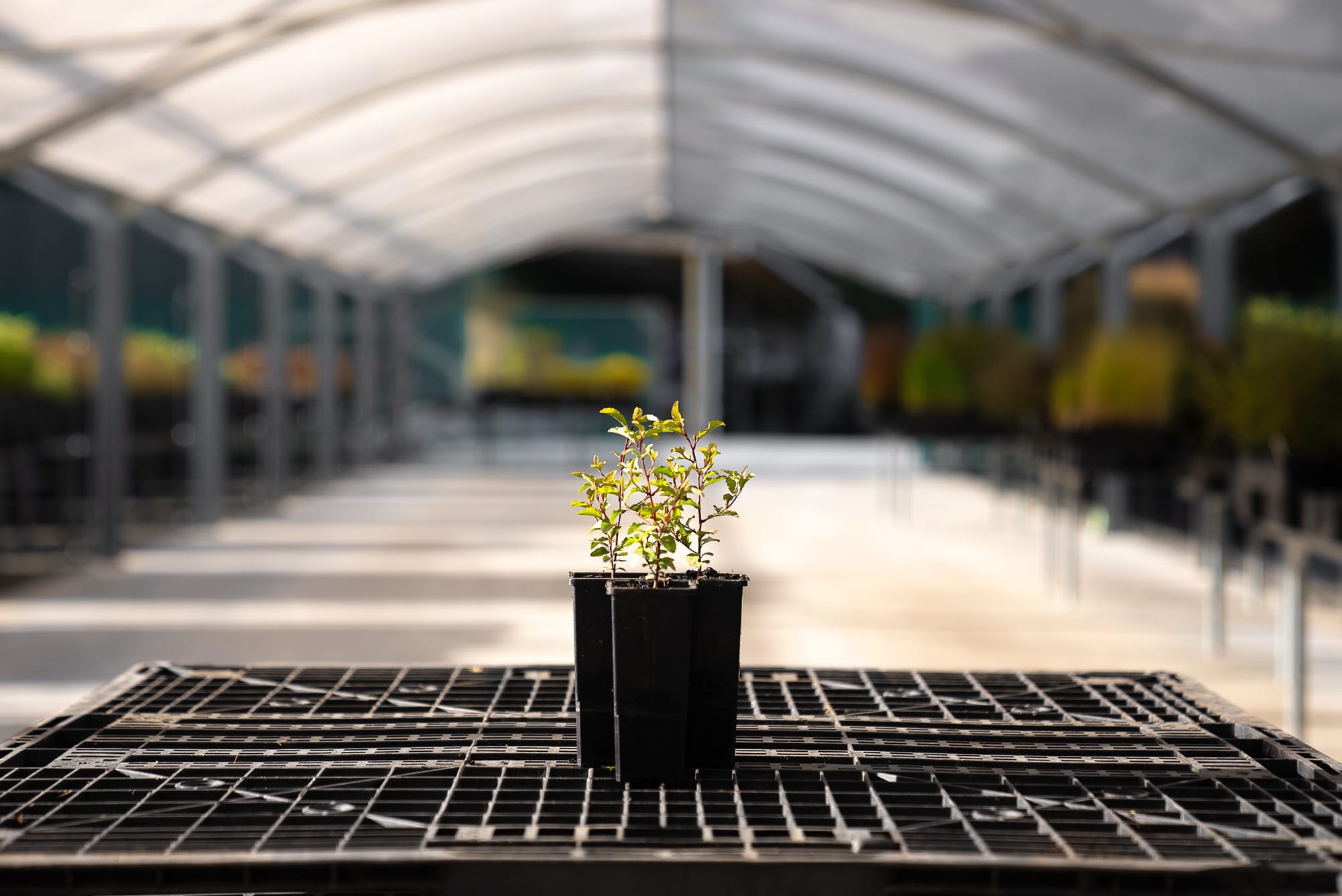 Myrsine Australis | Hoon Hay Valley Nursery , Christchurch